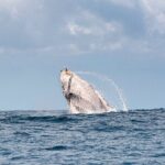 Whale Watching Gold Coast - The Sum Up