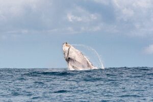 Whale Watching Gold Coast