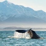 Whale Watching in Kaikoura by Boat - Price and Value for Money