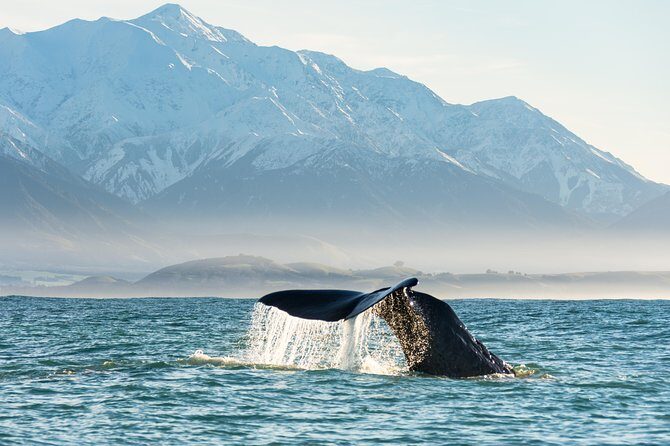 Whale Watching in Kaikoura by Boat - Price and Value for Money