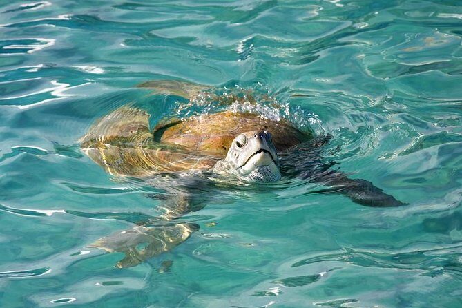 Whitsundays Guided Jet Ski Tour - What to Expect: A Deep Dive into the Itinerary
