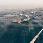 Wild Dolphin Swim Cruise - Why This Tour Stands Out