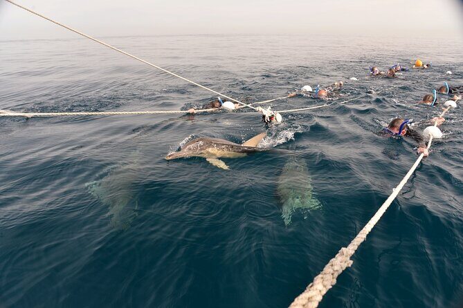 Wild Dolphin Swim Cruise - Why This Tour Stands Out