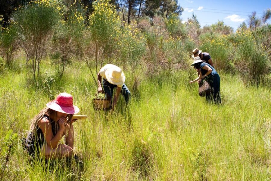 Wild experience: discover, cook & eat the local wild flora - An In-Depth Look at the Wild Experience in Catalonia