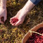 Wild forest mushrooms and berries picking tour - The Foraging Experience: What Will You Collect?