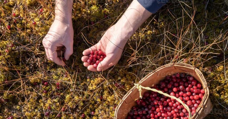 Wild forest mushrooms and berries picking tour - The Foraging Experience: What Will You Collect?