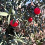 Wild Fruit Picking Experience at Hani i Qerosit - Why This Tour Stands Out
