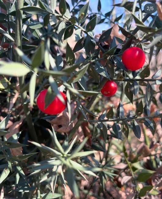 Wild Fruit Picking Experience at Hani i Qerosit - Why This Tour Stands Out