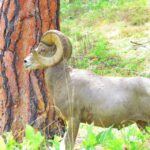 Wild Horse Island/Flathead Lake: Kayak Tour - A Closer Look at the Itinerary