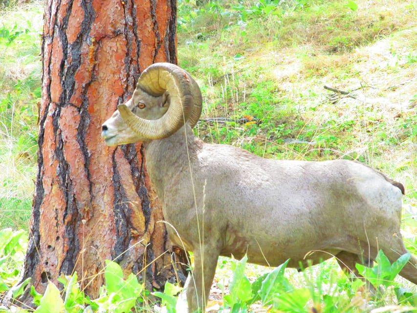 Wild Horse Island/Flathead Lake: Kayak Tour - A Closer Look at the Itinerary
