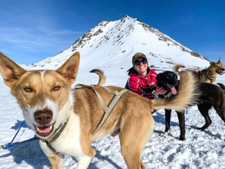 Willow: Traditional Alaskan Dog Sledding Ride - The Value: Is This Tour Worth It?
