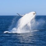 Wilsons Prom Whale Cruise - Real Experiences from Past Travelers