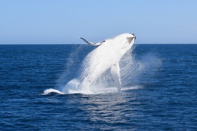 Wilsons Prom Whale Cruise - Real Experiences from Past Travelers