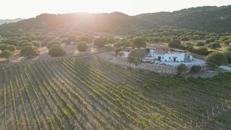 Wine experience in Dorgali in the heart of the Cannonau Classic Zone - What to Expect from the Tour