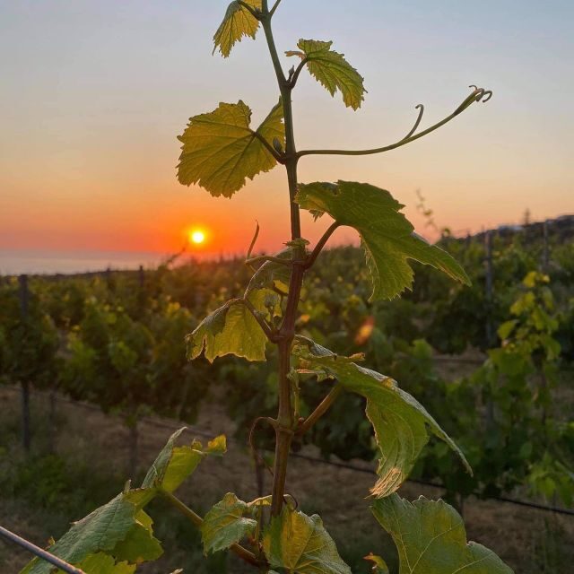 Wine Tasting & Ancient Olive Tree 3 Hours Tour  Private - Authenticity and Value