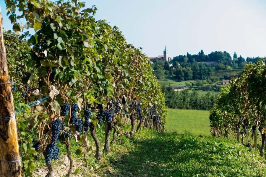 Wine Tasting in the Heart of Monferrato - Premium - Frequently Asked Questions