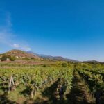 Winery Visit & Tasting on the Volcanic Slopes near Catania - Why Choose This Tour?