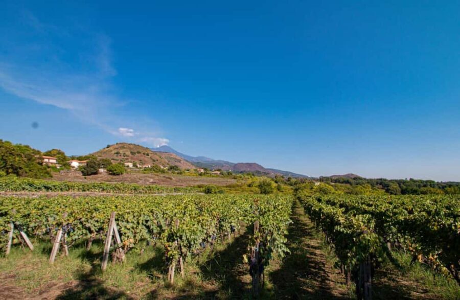 Winery Visit & Tasting on the Volcanic Slopes near Catania - Why Choose This Tour?