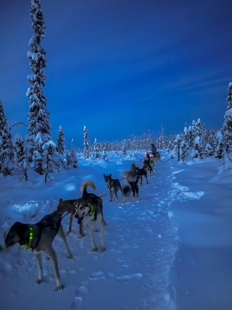 Winter Dog Sled Tour Day or Night Mush! - An Itinerary Designed for Authenticity and Comfort