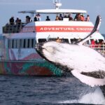 World class Whale Watching from Hervey Bay - Final Thoughts