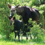 Wuppertal: Admission to the Wuppertal Green Zoo - Who Will Love This Zoo?