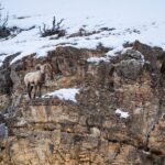 Yellowstone National Park: 3 Day Wildlife Photography Tour - The Practicalities: Transport, Timing, and Support