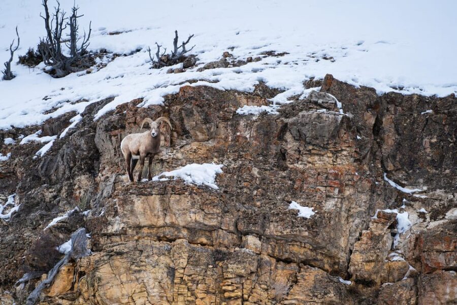 Yellowstone National Park: 3 Day Wildlife Photography Tour - The Practicalities: Transport, Timing, and Support