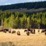 Yellowstone: Old Faithful, Waterfalls, and Wildlife Day Tour - Worth the Price?
