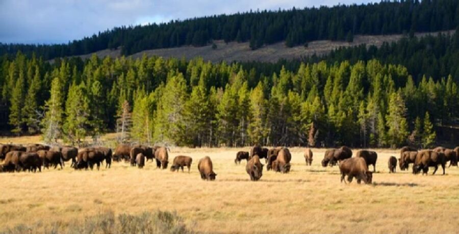 Yellowstone: Old Faithful, Waterfalls, and Wildlife Day Tour - Worth the Price?