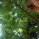 Yerevan: Khor Virap, Garni, Geghard, Echmiadzin, & Zvartnots - FAQs
