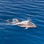 Zadar: Sveti Filip i Jakov Dolphin Watching Morning Tour - Cost and Value