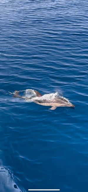 Zadar: Sveti Filip i Jakov Dolphin Watching Morning Tour - Cost and Value