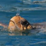 Zakynthos: Turtle Spotting Boat Trip in Laganas Bay - A Detailed Look at the Experience