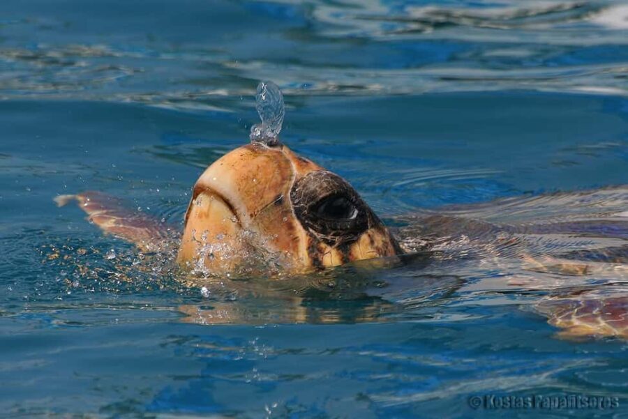 Zakynthos: Turtle Spotting Boat Trip in Laganas Bay - A Detailed Look at the Experience