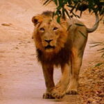 02 Nights & 03 Days Asiatic Lion Tour from Rajkot - Comfortable Stay in Sasan Gir Sanctuary
