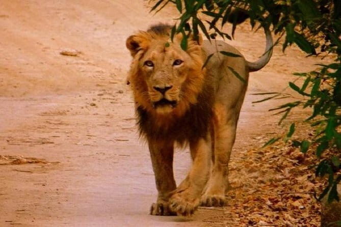 02 Nights & 03 Days Asiatic Lion Tour from Rajkot - Comfortable Stay in Sasan Gir Sanctuary