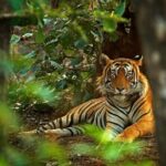 03 Days Private Wildlife Ranthambore Tiger Tour from Jaipur - What’s Included and What’s Not