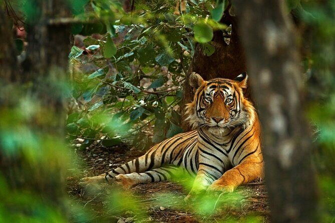 03 Days Private Wildlife Ranthambore Tiger Tour from Jaipur - What’s Included and What’s Not