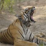 04 Days Ranthambore Tiger Tour With Agra & Jaipur By Car From Delhi - An in-depth Look at the Itinerary
