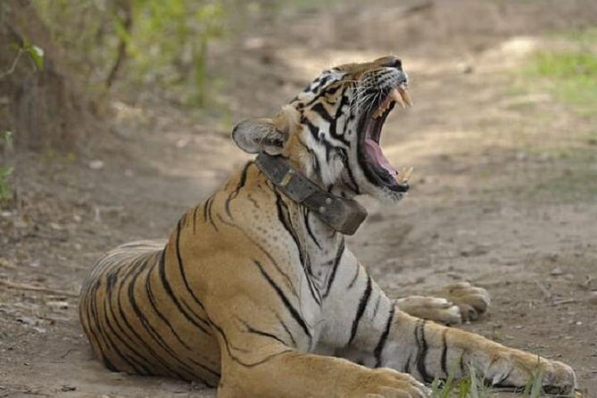 04 Days Ranthambore Tiger Tour With Agra & Jaipur By Car From Delhi - An in-depth Look at the Itinerary