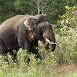 06 Days God's Own Country Kerala - Who Will Love This Tour?