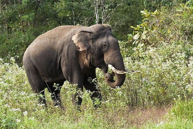 06 Days God's Own Country Kerala - Who Will Love This Tour?