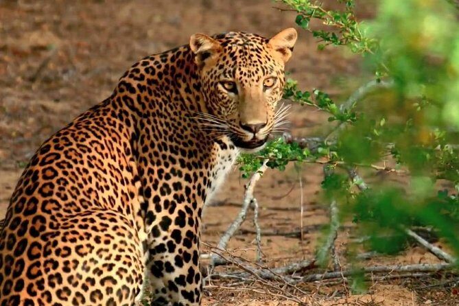 07 Days Highlights of Srilanka - Who This Tour Is Best For