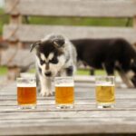 1.5-Hour Beer and Puppies Guided Experience in Fairbanks - What You Can Expect at Each Stop
