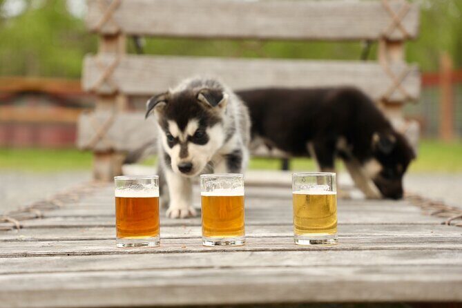 1.5-Hour Beer and Puppies Guided Experience in Fairbanks - What You Can Expect at Each Stop