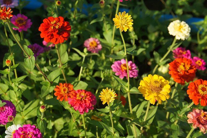 1- D adventure tour: Beng Mealea and Peung Komnou - The Practicalities