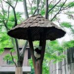 1-Day Chengdu Layover Tour: Panda Base, city central with Round Airport Transfer - Who Will Love This Tour?