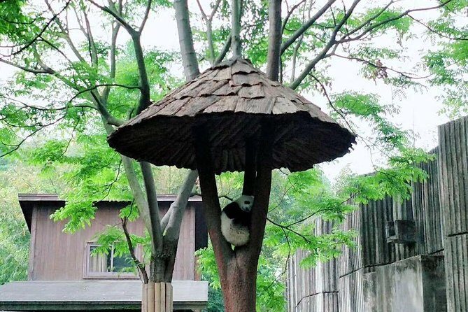 1-Day Chengdu Layover Tour: Panda Base, city central with Round Airport Transfer - Who Will Love This Tour?
