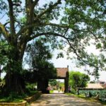 1-day Discover Duong Lam Ancient Village and the rural life of Hanoi - Possible Drawbacks and Considerations