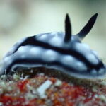 1 Day Diving Experience in Semporna - Why This Tour Offers Good Value